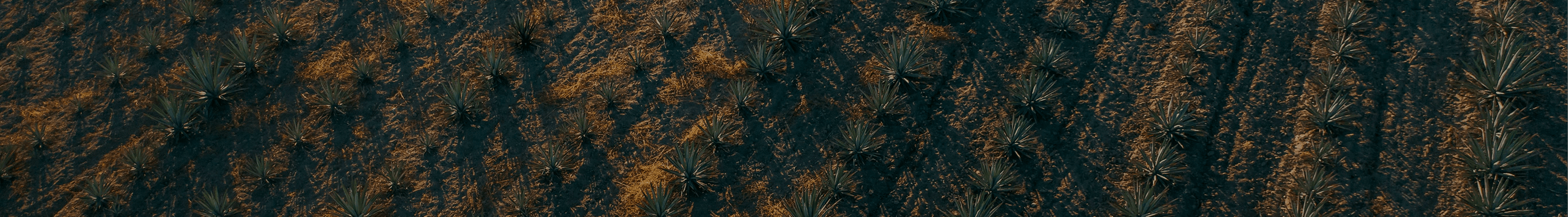 Fuenteseca Tequila: Vintage, Ultra-Aged, & Rare Expressions